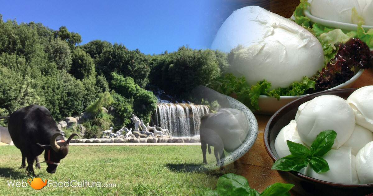 Buffalo Mozzarella: History, Info, Interesting Facts - WebFoodCulture